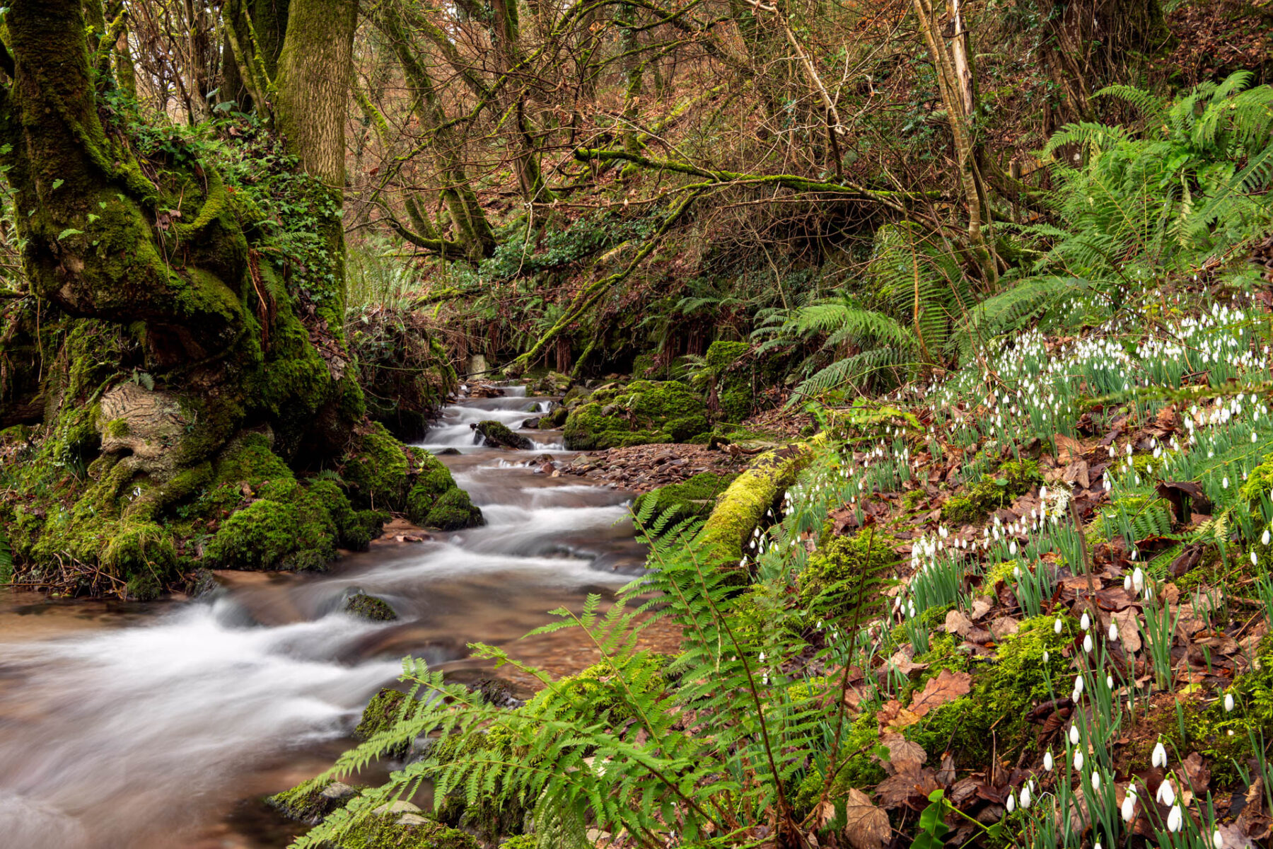 Snowdrop Valley (Exmoor National Park, UK) – Hans Debruyne Photography